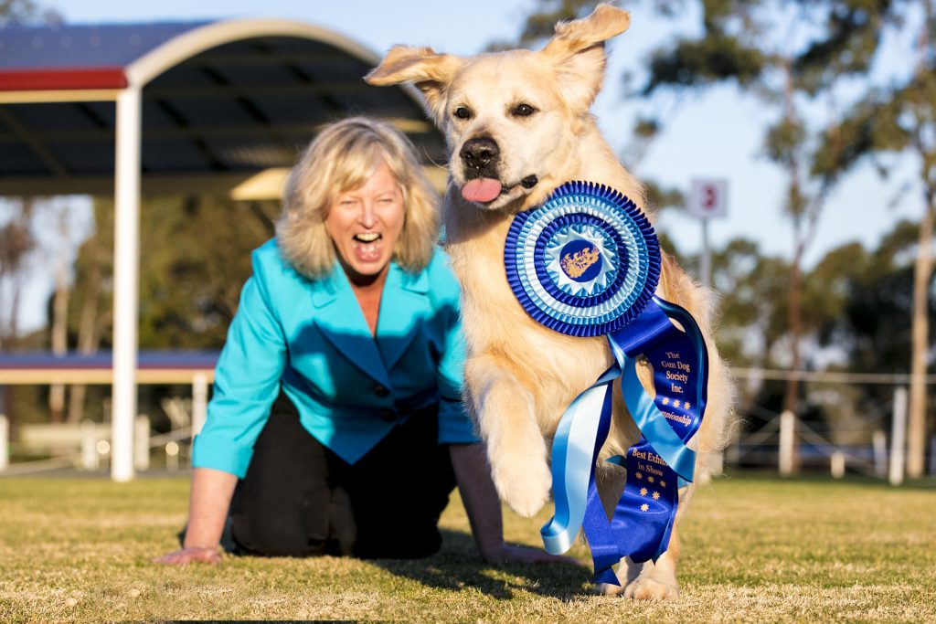 Giltedge Golden Retrievers – Golden Retrievers NSW Australia