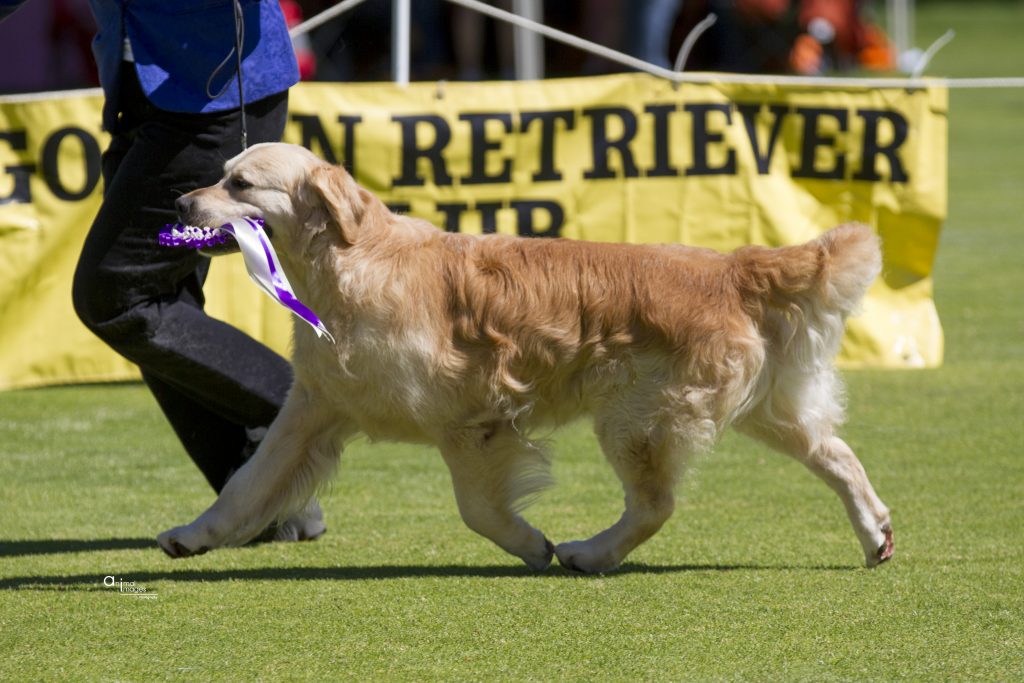Hodge – Giltedge Golden Retrievers