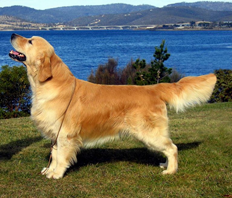 About Us – Giltedge Golden Retrievers